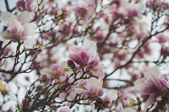 What to Do in Spring in Atlanta | Roundabout Atlanta