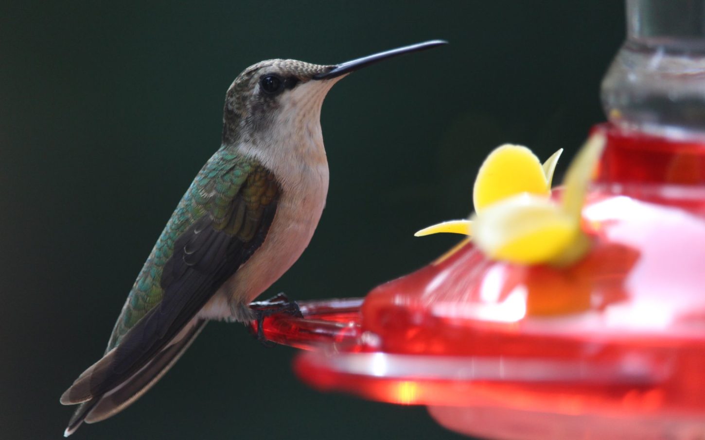 Wildlife in Georgia, USA | Roundabout Atlanta